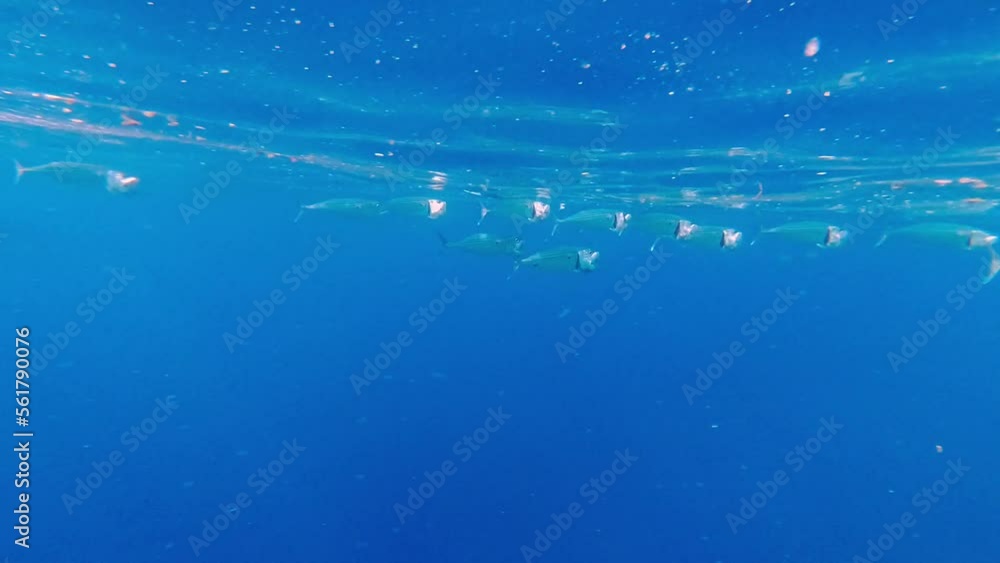 School of long jawed mackerel fish swimming in shallow tropical waters ...