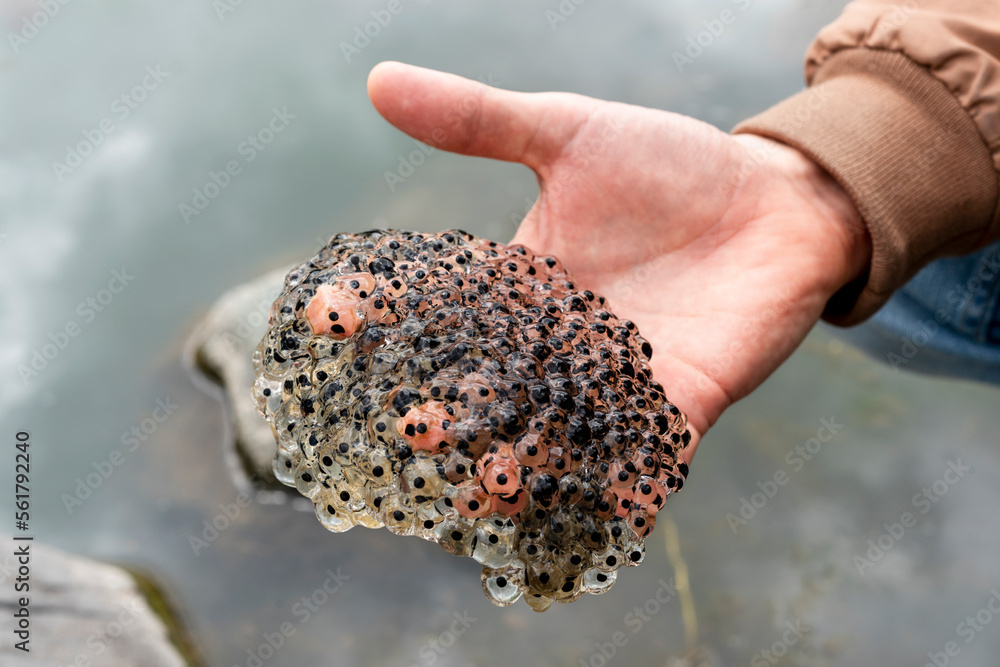 frog or toad eggs laying in human hand all against water of pond in ...