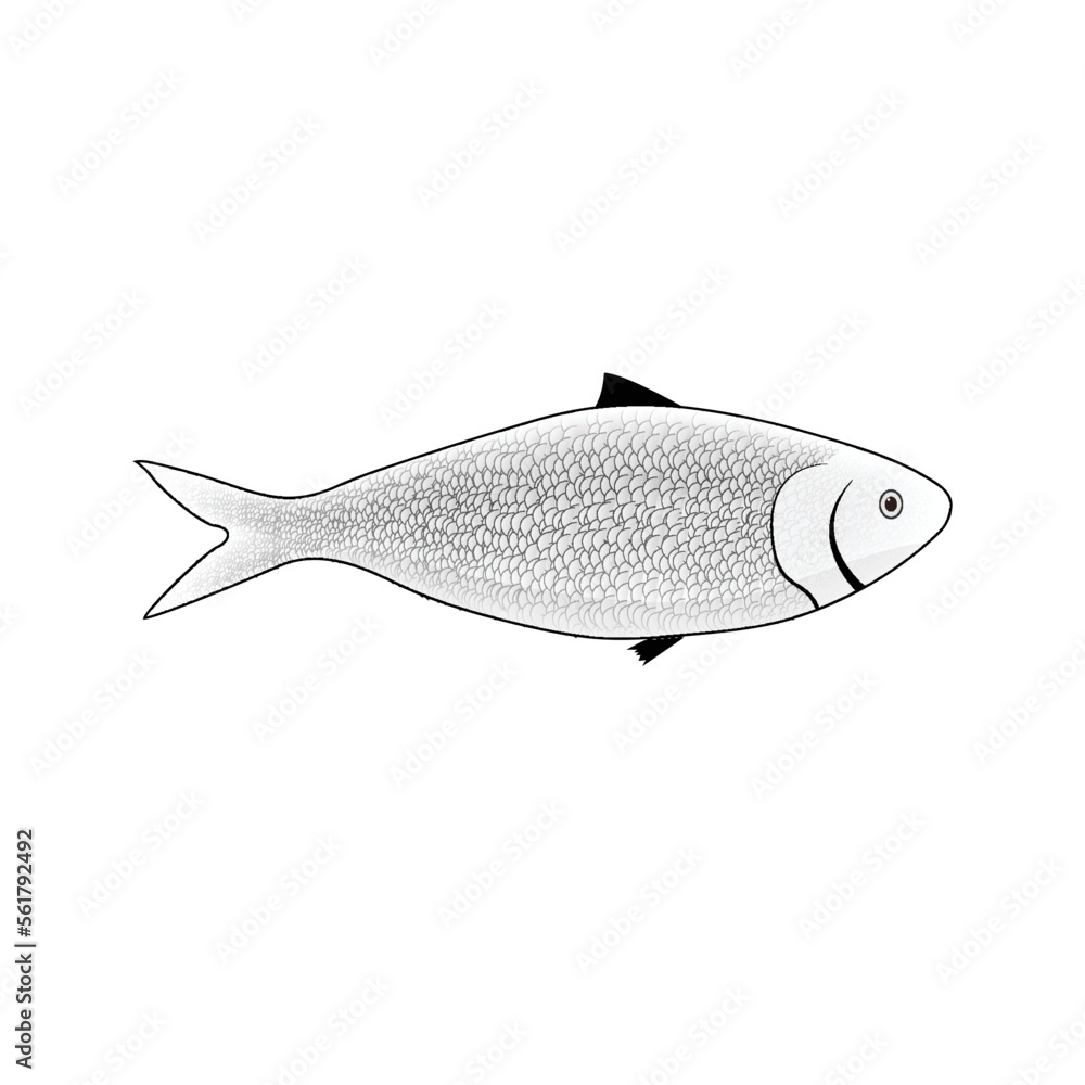 Hilsa is the national fish of Bangladesh vector design Stock Vector ...
