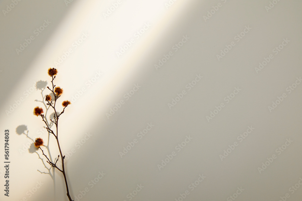 Background Simple Beige