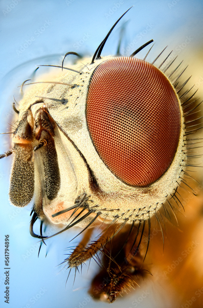 Extreme close up of the head of a fly showing the hexagonal structure ...