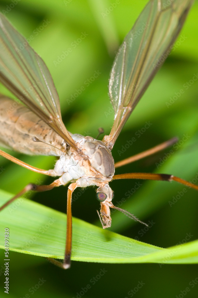 Extreme close up of a Crane fly on grass, Tipulidae species showing the ...