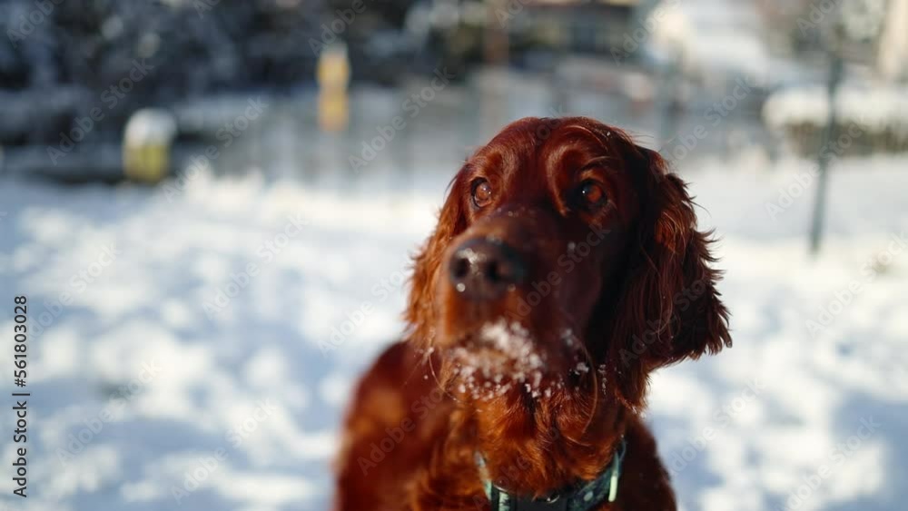 Happy Irish Setter dog play in winter field close to forest. Purebred ...