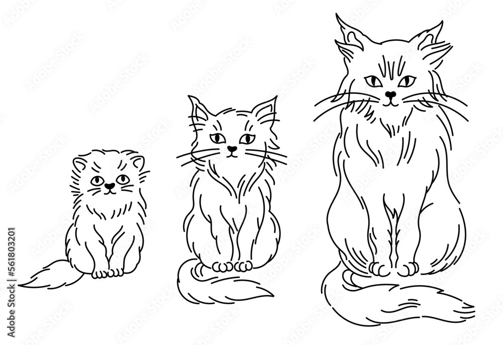 Stages of cat growth set. From kitten to adult cat. Animal pets. Grow ...