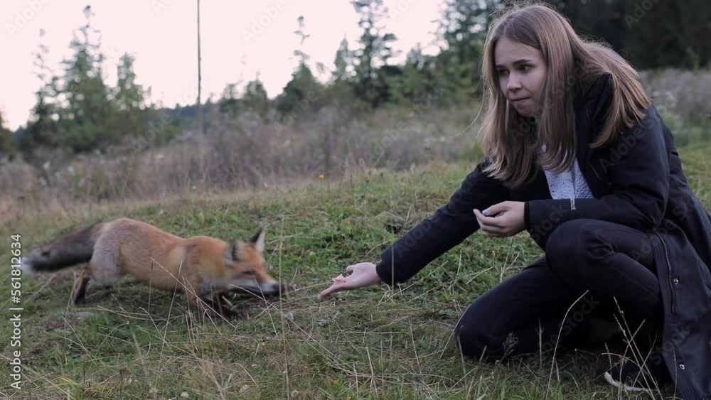 beautiful girl feeds a wild red fox from the palm of her hand in the ...
