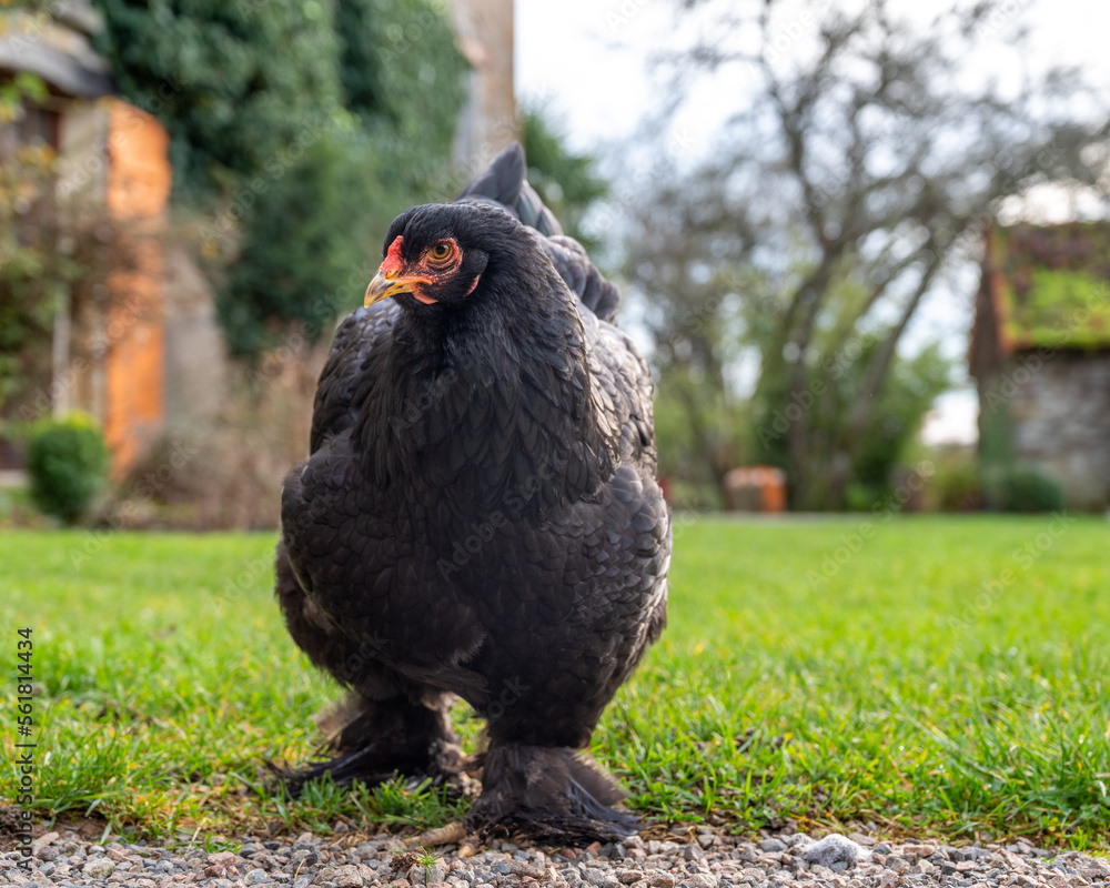 Brahma hen in nature. Organic brahma hen. Brahma rooster on the loose ...