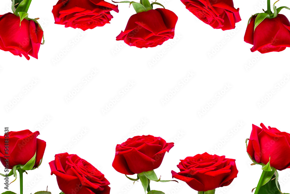 rose background on transparent png Stock Photo | Adobe Stock