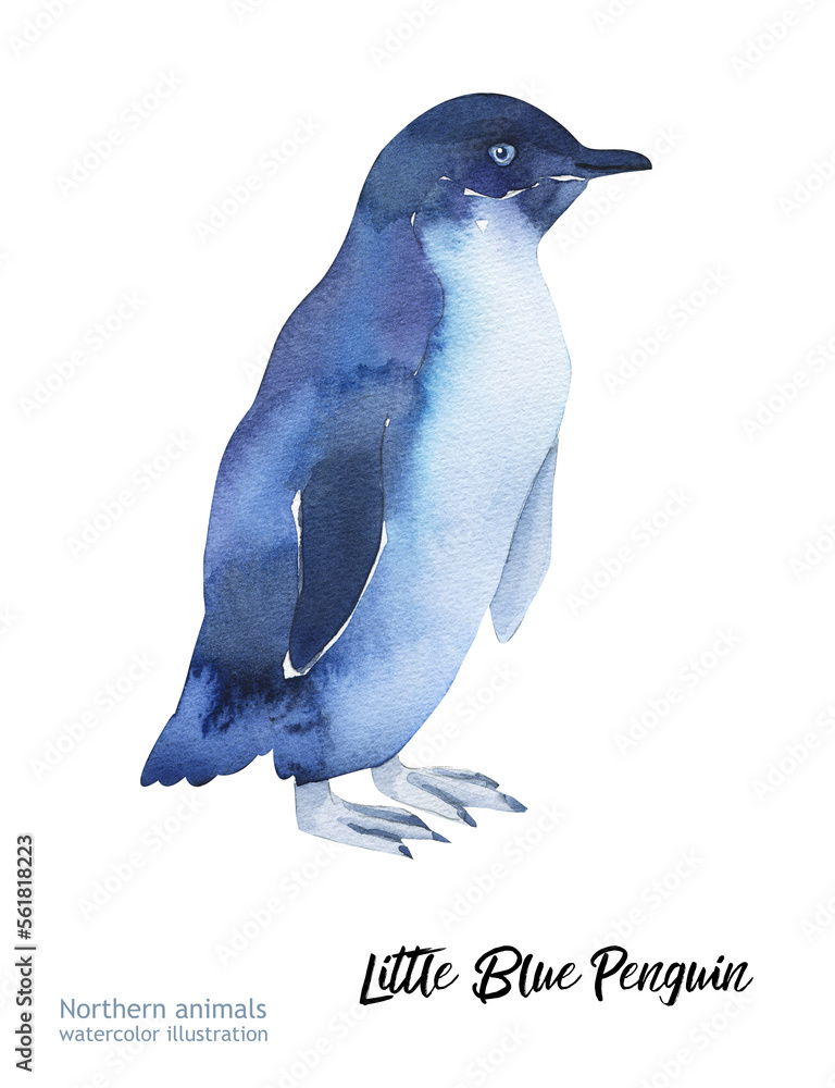 Watercolor Little Blue Penguin. Little Blue Penguin. Watercolor cute ...
