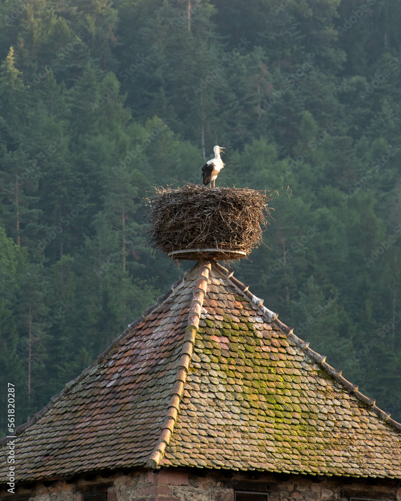 stork on its nest. Bottom view. Front view.White stork in its nest ...