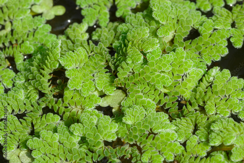 Growing Green Azolla microphylla Used as an ingredient in animal feed ...