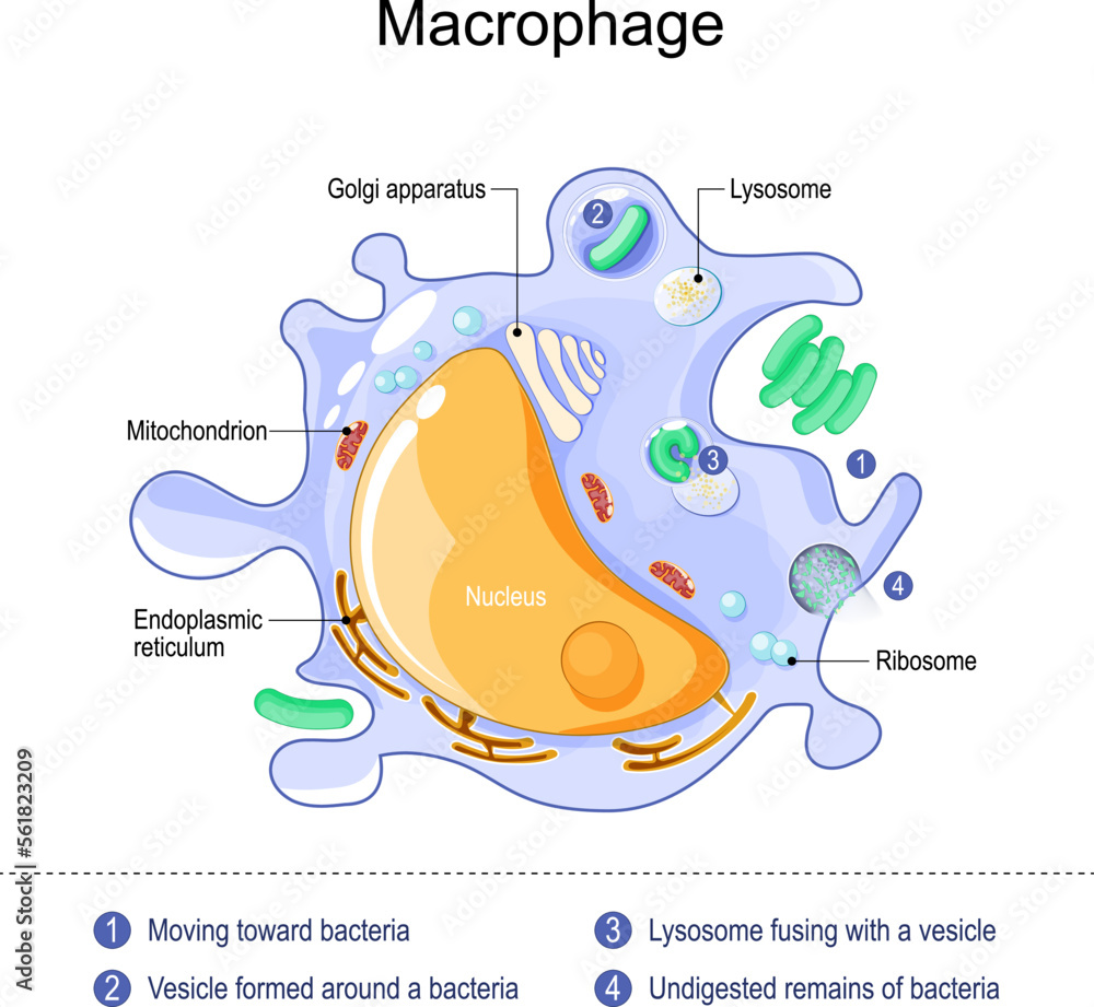 macrophage anatomy. structure of immune cell. Stock Vector | Adobe Stock