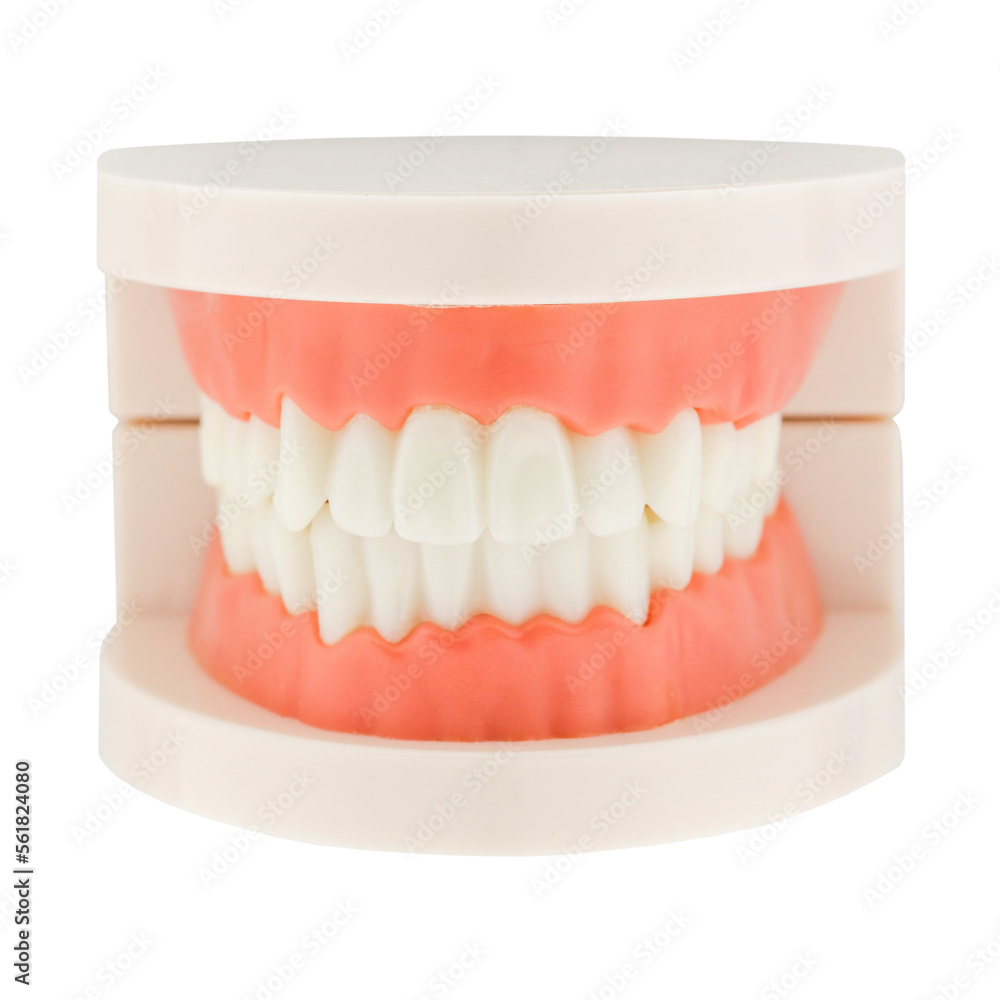 Cutout of an isolated dental gum teeth model for typodont demonstration ...