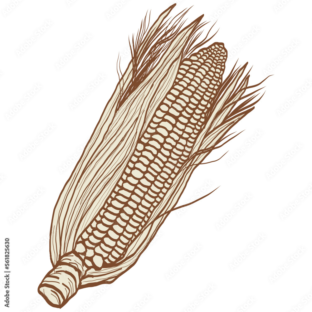Corn Drawing Vintage Retro Illustration Line Art Sketch Vector Stock ...
