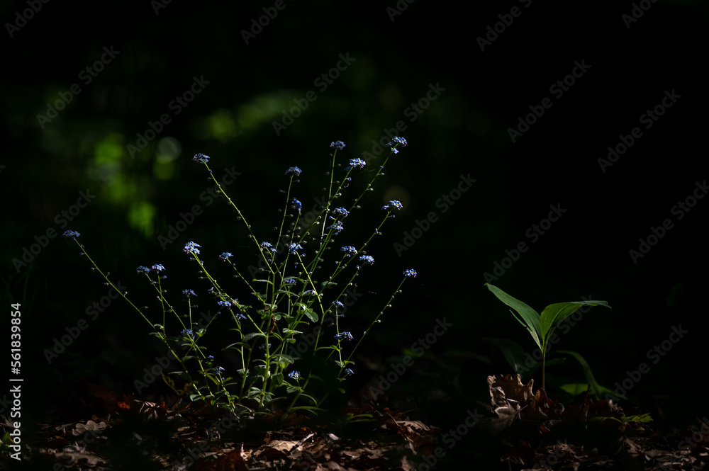 A blue flower of Veronica chamaedrys the germander speedwell bird's-eye ...