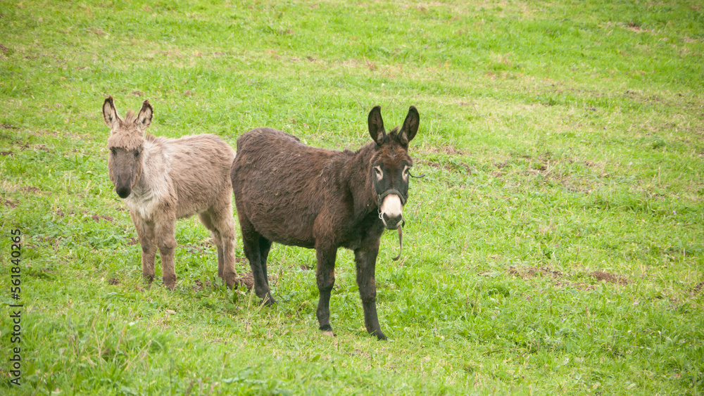 Burro grande y pequeño miran a cámara en ladera de monte Stock Photo ...