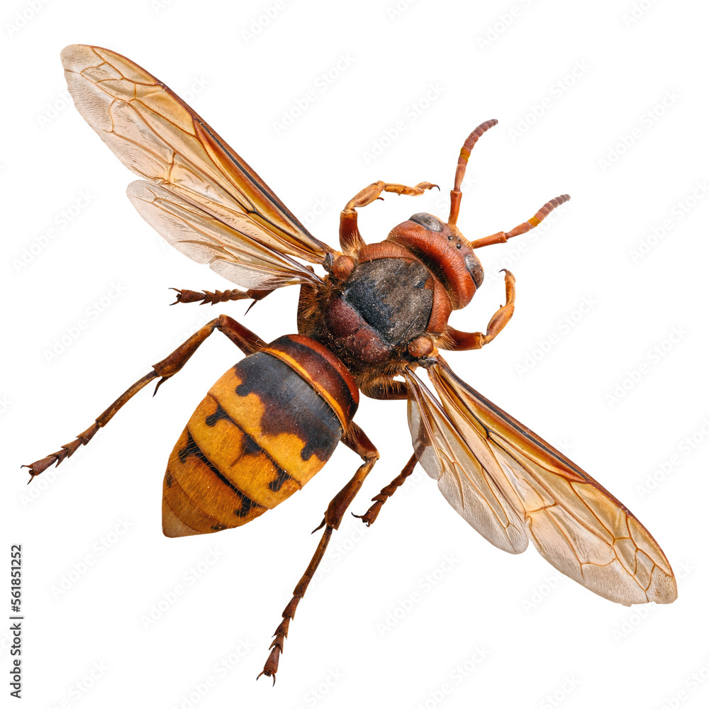 Top view of European hornet Stock Photo | Adobe Stock