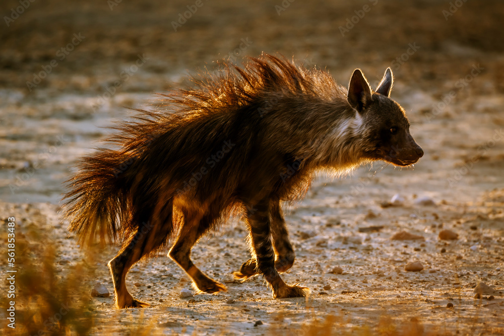 Brown hyena walking in backlit hairs up in Kgalagadi transfrontier park ...