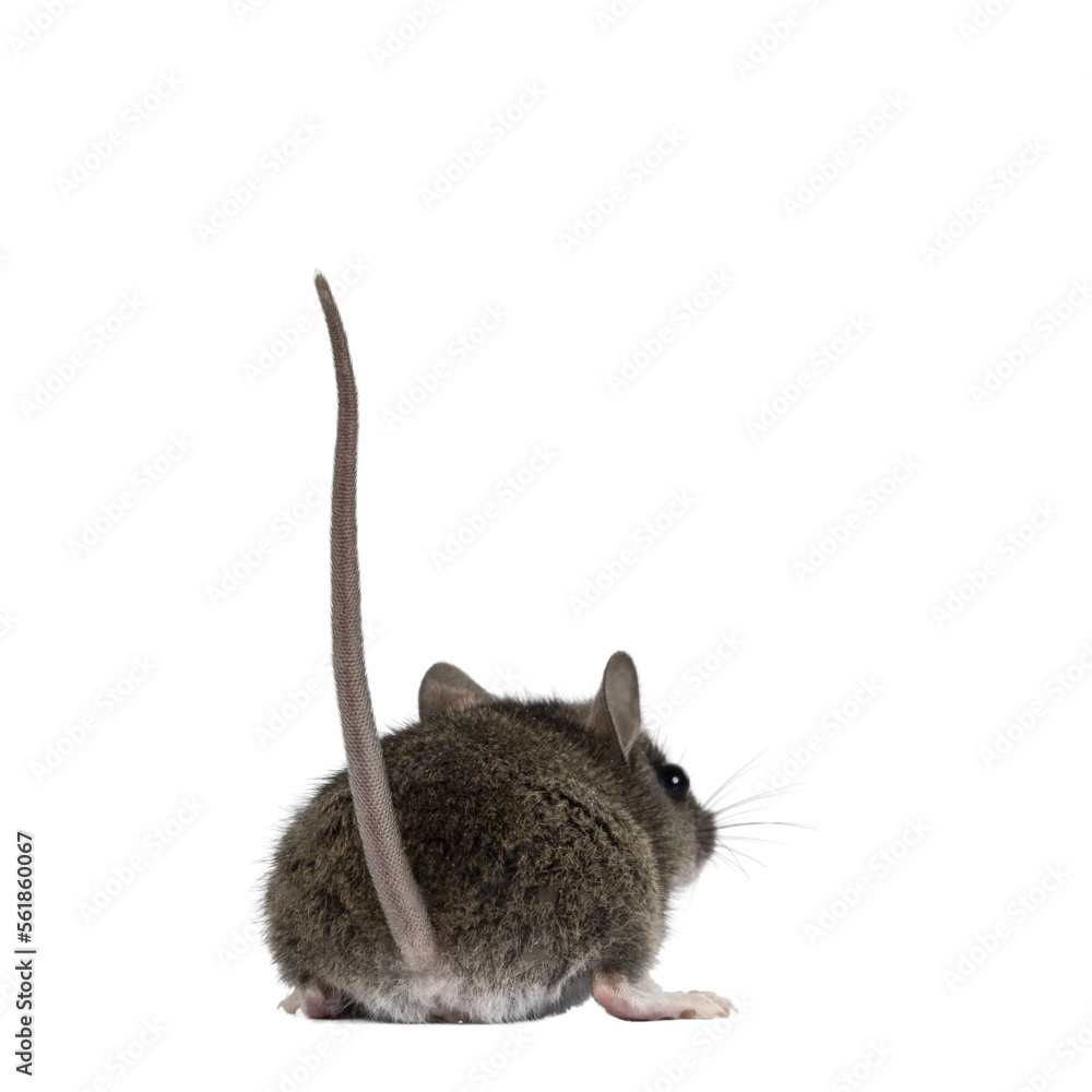 Backside of plain house mouse aka Mus Musculus, standing backwards with ...