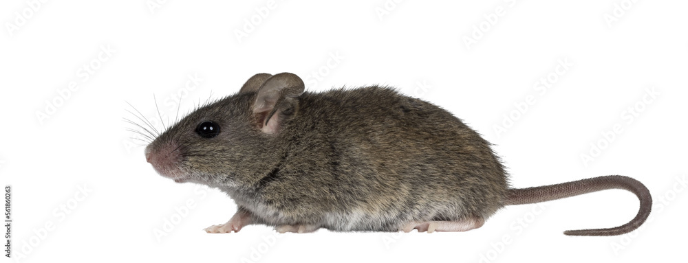 Close up of plain house mouse aka Mus Musculus, standing side ways ...