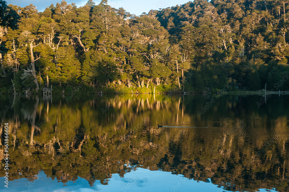 laguna captren, parque nacional, sur de chile, otoñal, lago, acuático ...