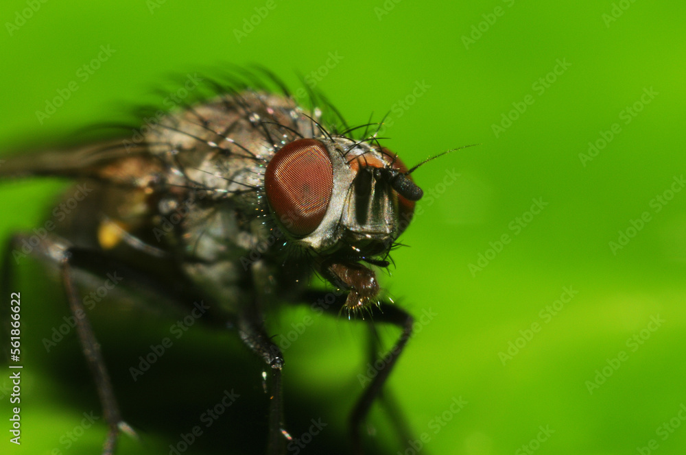 Macro photograph of a fly's head with green background Stock Photo ...