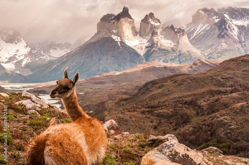 torres del paine, cuernos del paine., alapaca, llama, animal, lama ...