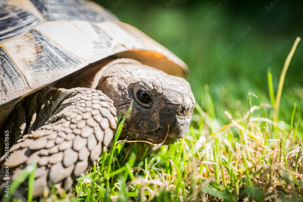 Eastern Hermann's tortoise, European terrestrial turtle, Testudo ...