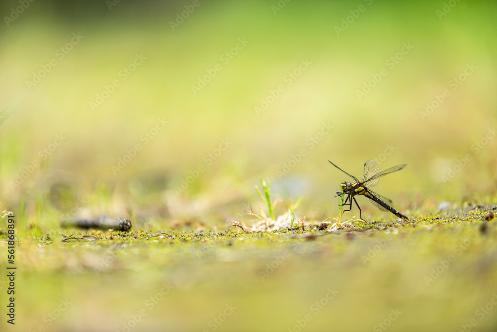 coleoptero, insecto, naturaleza, macro, animal, bicho, anisoptera ...