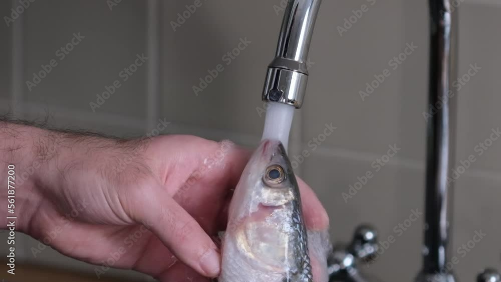 Male hands rinses fresh Mullet fish in sink under running tap water ...