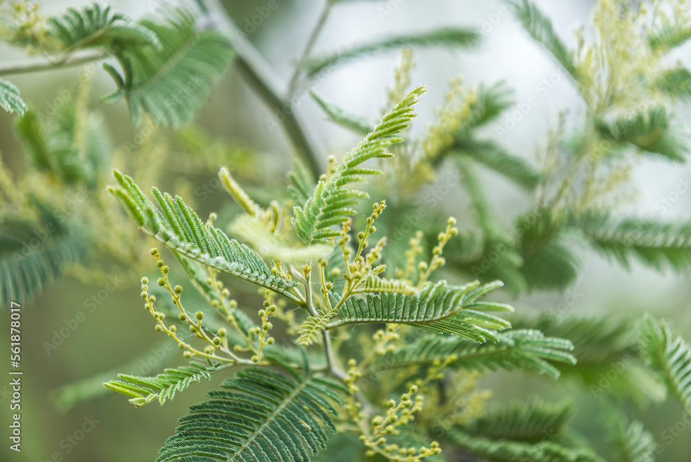 hojas de aromo, hojas verdes, árbol, naturaleza, fábrica, sucursal ...