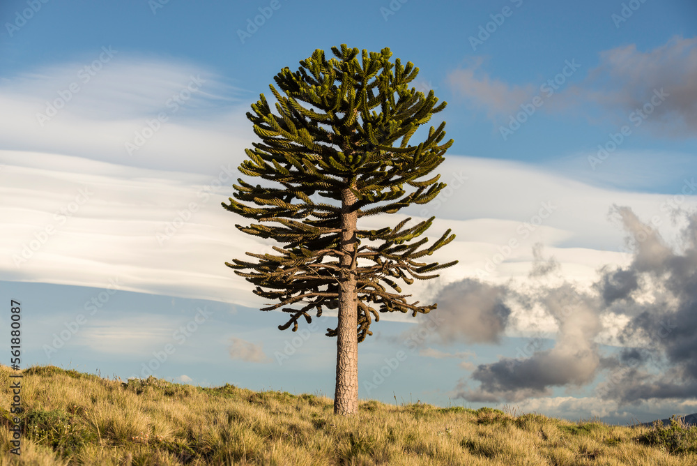Foto de araucaria, sur de chile, alta cordillera, cordillera, árbol ...