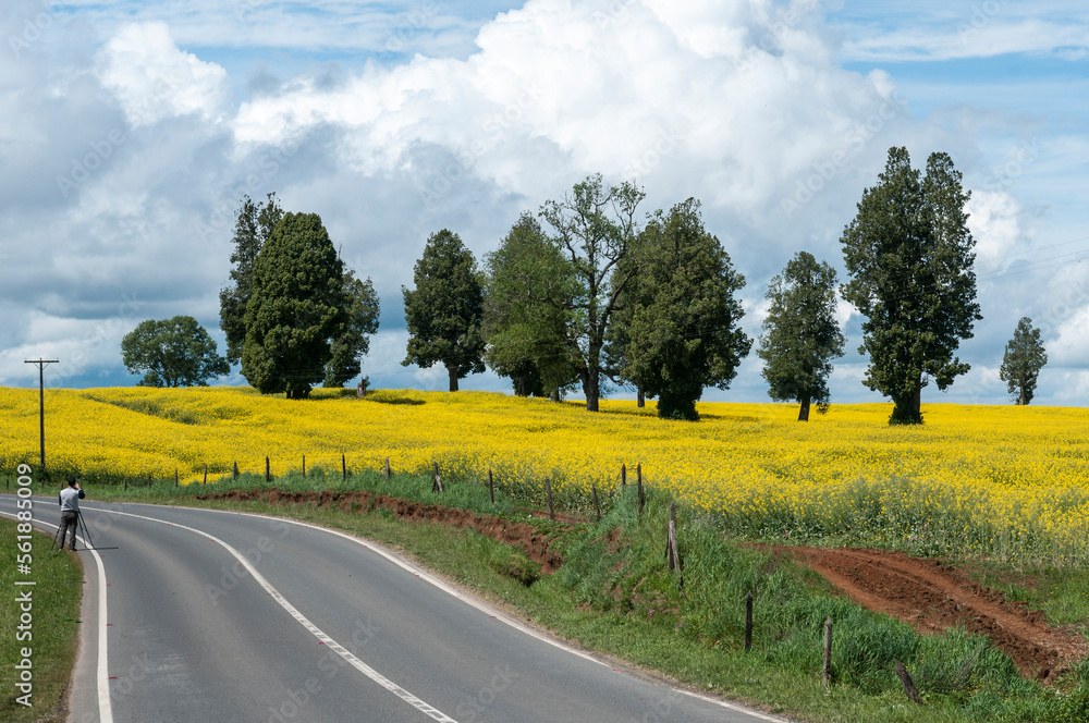 carretera, paisaje, cielo, campa, naturaleza, verano, campesina, césped ...