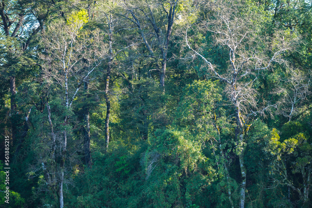 bosque, árbol, naturaleza, árbol, paisaje, cielo, verde, madera ...