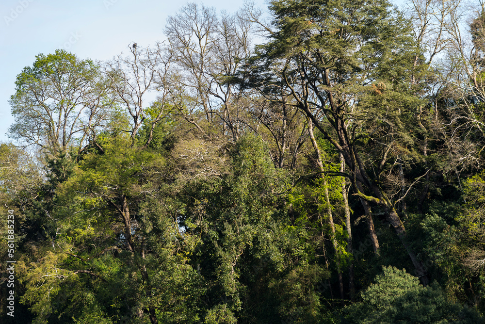 bosque, árbol, naturaleza, árbol, paisaje, cielo, verde, madera ...