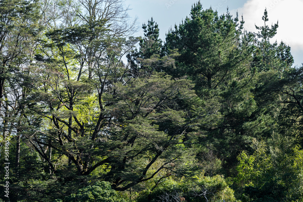 bosque, árbol, naturaleza, árbol, paisaje, cielo, verde, madera ...