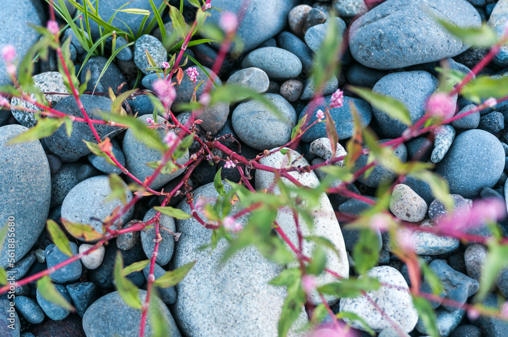 flor, spa, gemas, rosa, naturaleza, beldad, flor, orquitis, zen ...