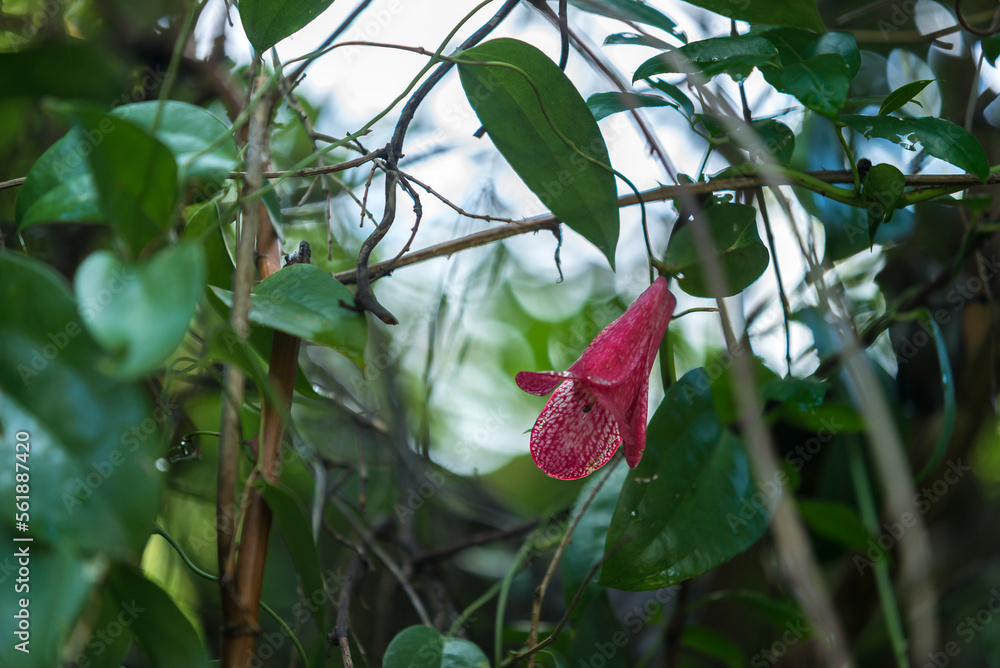 Foto de copíhue, copihue chileno, flor de chile, flor nacional de chile ...