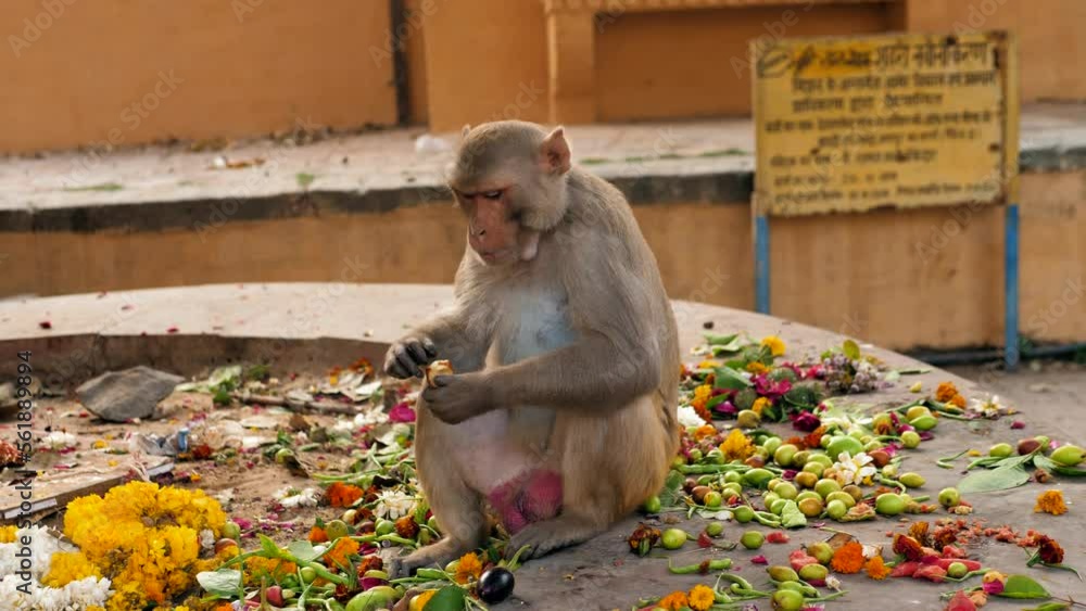 monkey, indian monkey, monkey eating fruits garbage, indian streets ...