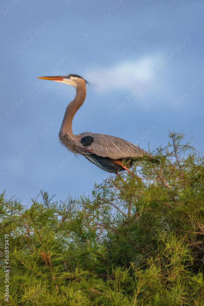 The grey heron is an easily recognised, grey-backed bird, with long ...