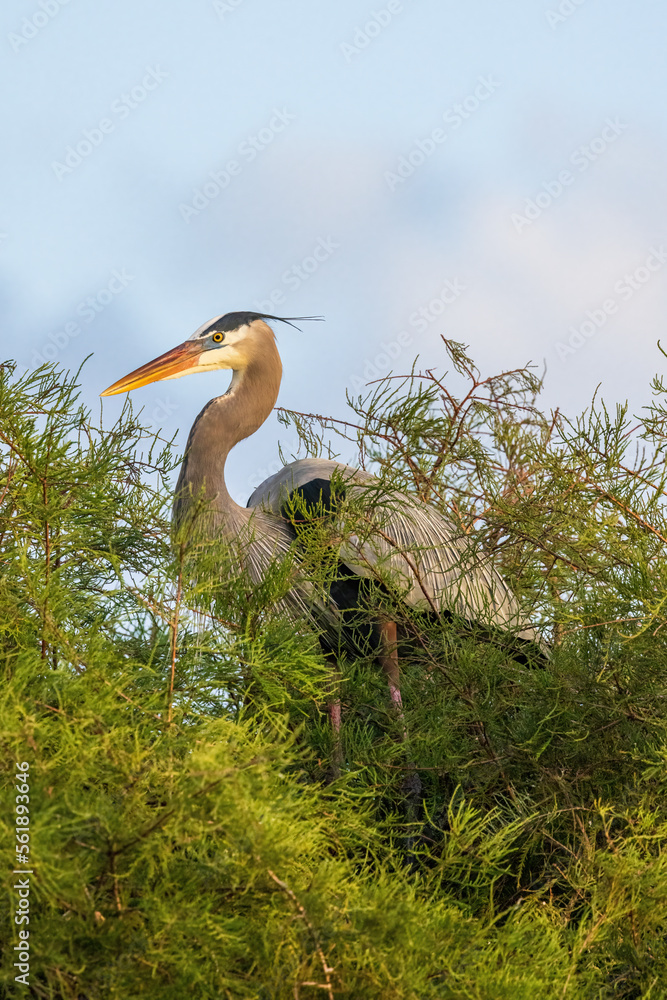 Poster The grey heron is an easily recognised, grey-backed bird, with ...