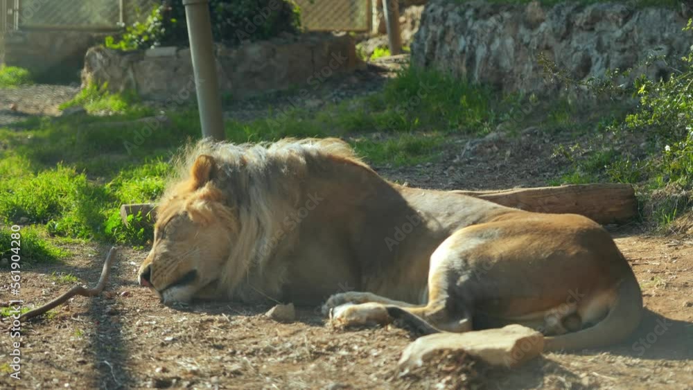 The lion king of animals lies and sleeps in the sun in the zoo ...