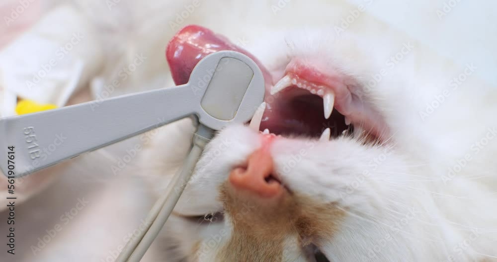 Close-up of the muzzle of a cat sleeping under anesthesia on the table ...