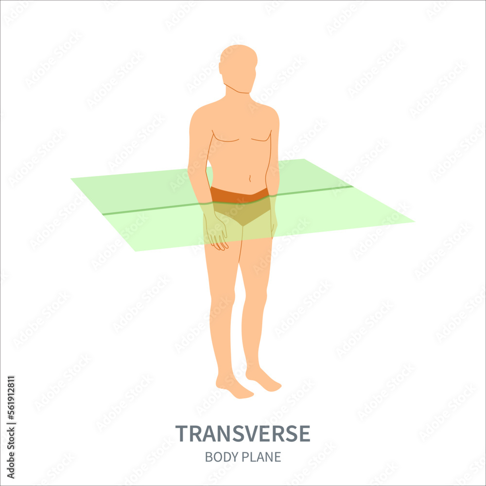 Transverse scanning plane shown on a male body. Axial human body ...