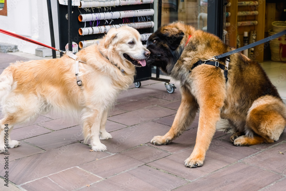 Two dogs greet each other by sniffing during their walk in a street ...