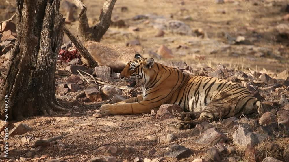 Tiger female with the fresh kill. Wildlife scene with danger animal ...