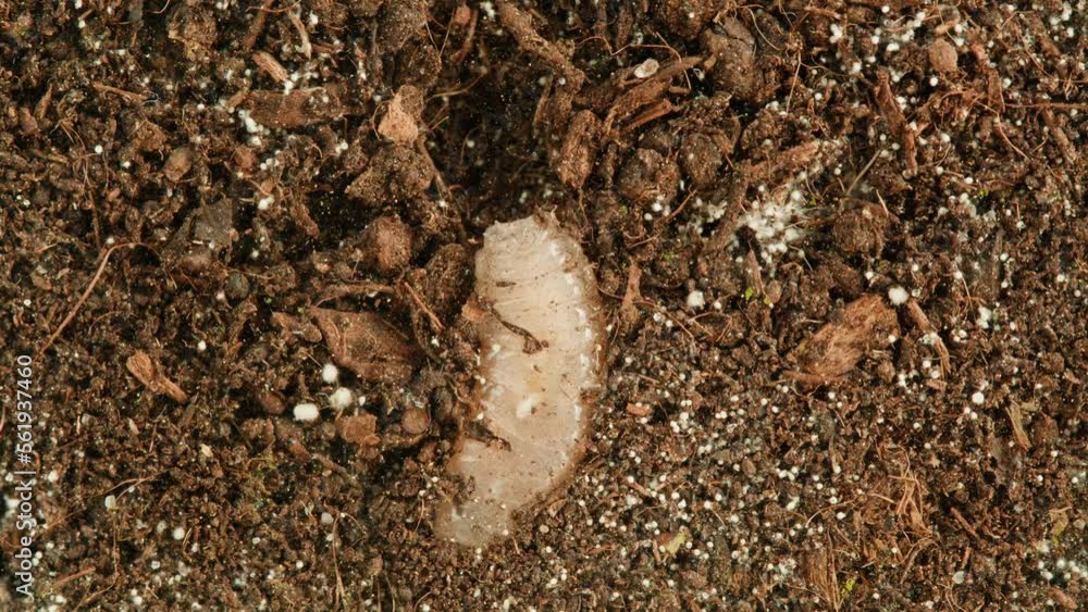 Worms close up in Infected soil, radiation and disaster, global warming ...