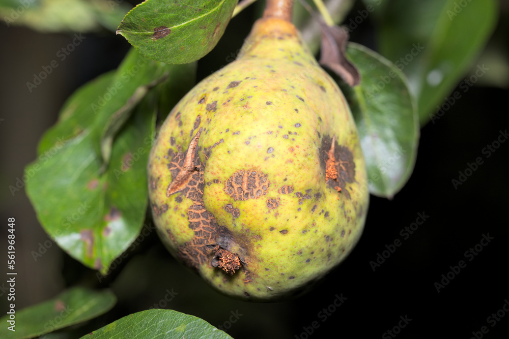Pear fruit and leaves attacked by a fungus Venturia pyrina (anamorph ...
