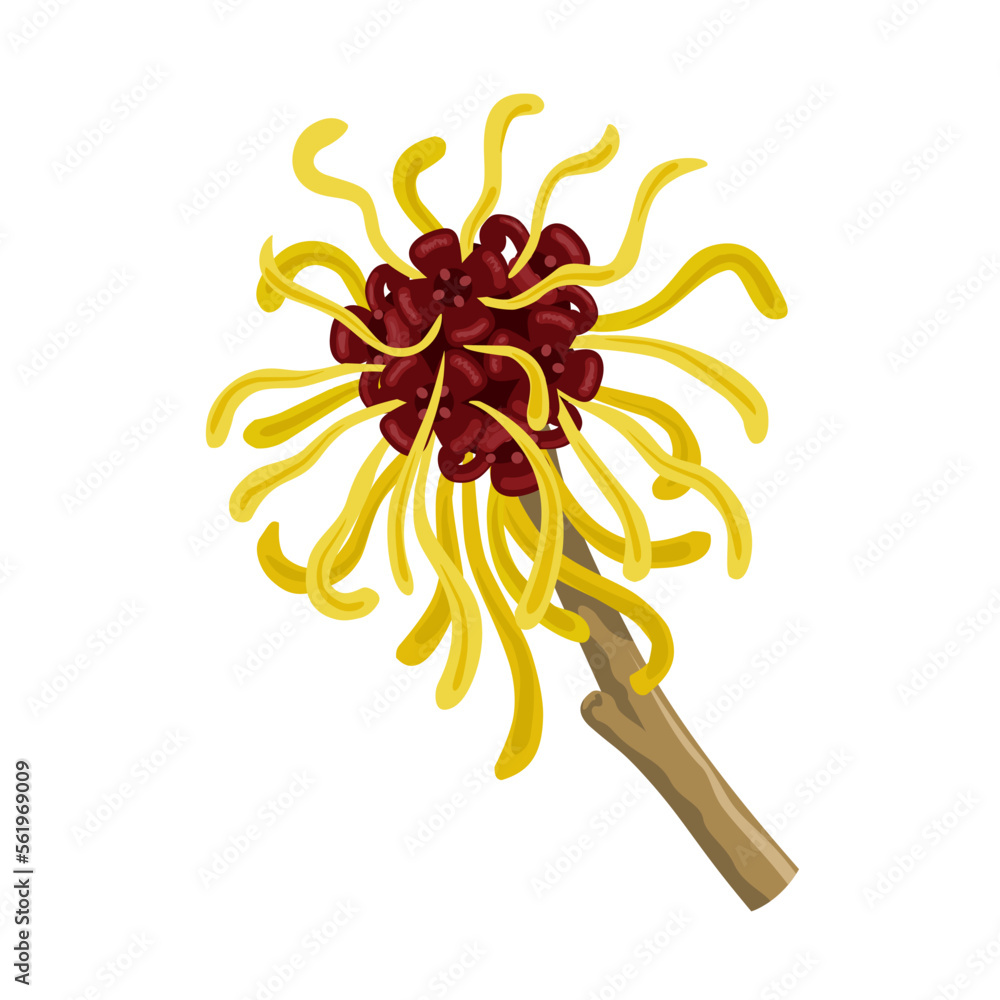 Vector illustration, witch hazel or Hamamelis virginiana, isolated on ...