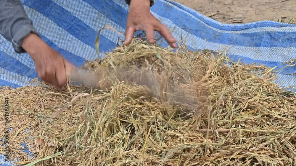 Video Stock Thai farmer using wood for hitting and threshing rice paddy ...
