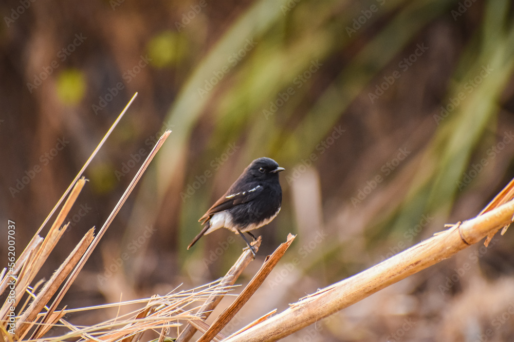 The oriental magpie-robin is a small passerine bird occurring across ...